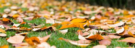 Best Grass Seed For Fall Planting Jonathan Green