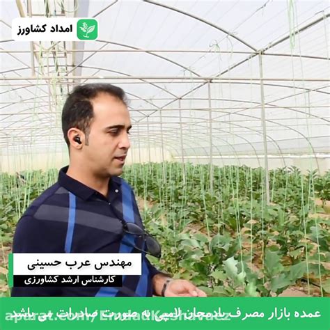 صادرات بادمجان لامپی از گلخانه های ورامین