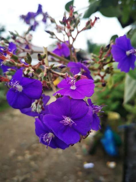 Observation Pleroma Heteromallum Ddon Ddon Gigi Sayson Oct 26 2022 World Flora Pl