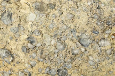 9 6 Cretaceous Fossil Molluscs In Limestone Texas 284912 For Sale