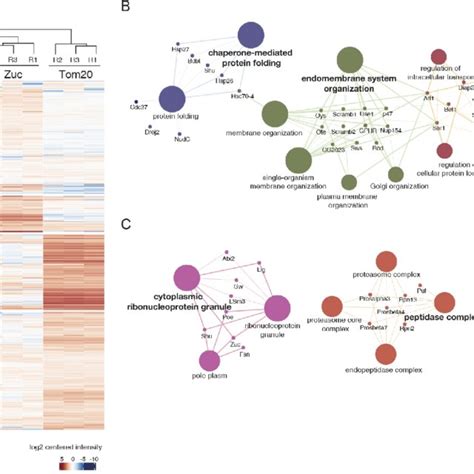 Zuc Turboid Specific Proximity Labeling A Classification Of Proteins Download Scientific