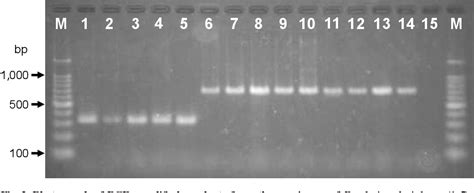 Figure 1 From Development Of Molecular Identification Methods For A Sciarid Fly Bradysia