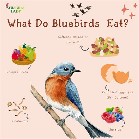 What Do Ducks Eat The Complete Guide To A Ducks Diet With Pictures