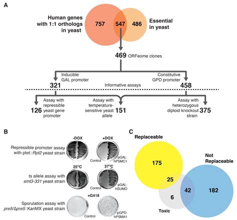 Evolution Systematic Humanization Of Yeast Genes Reveals Conserved Functions And Genetic