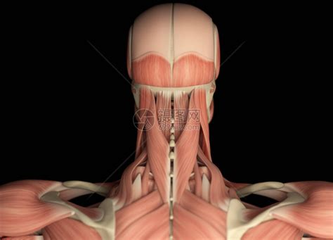 人类头部解剖背面视图片素材 正版创意图片502722938 摄图网