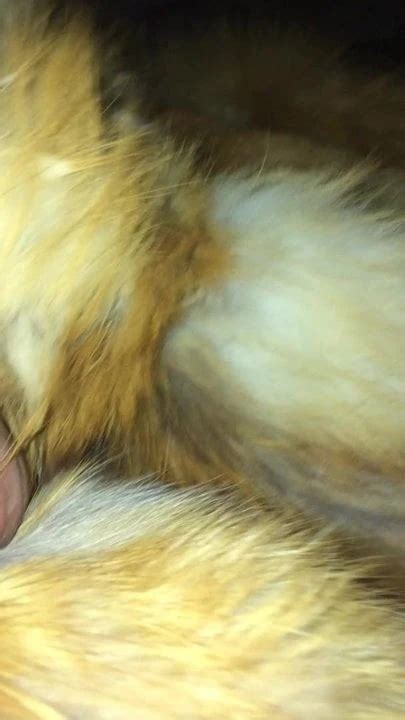 Cum On Fur Coat Gay Cumshot Cumshot Porn Xhamster