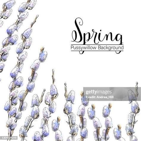 142 Willow Tree Wallpaper High Res Illustrations Getty Images