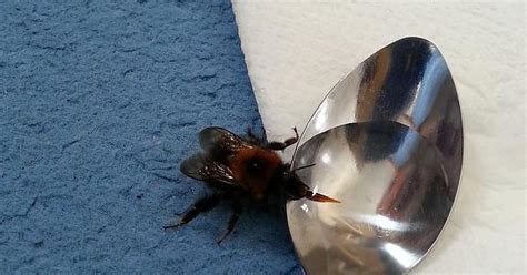 Found An Exhausted Bee Gave Him A Drink Imgur