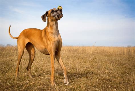 Great Dane Colors Everything You Need To Know Pawleaks