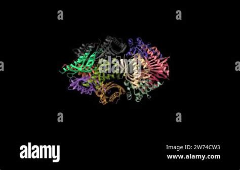 Crystal Structure Of The Human Camkii Delta Hub Animated 3d Cartoon