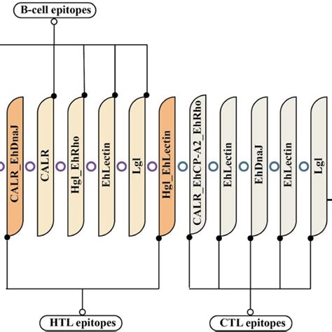 Schematic Representation Of The Position Of Epitopes To Designed