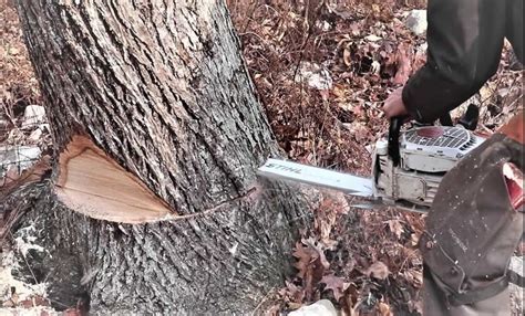 Safely Felling A Leaning Tree In The Opposite Direction