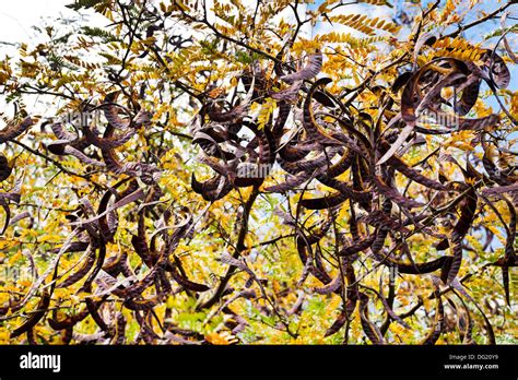 Brown Seed Pods On Acacia Tree Close Up In Autumn Day Stock Photo Alamy