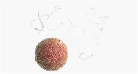 Fertilization Ovum Sperm 3d Turbosquid 1317387