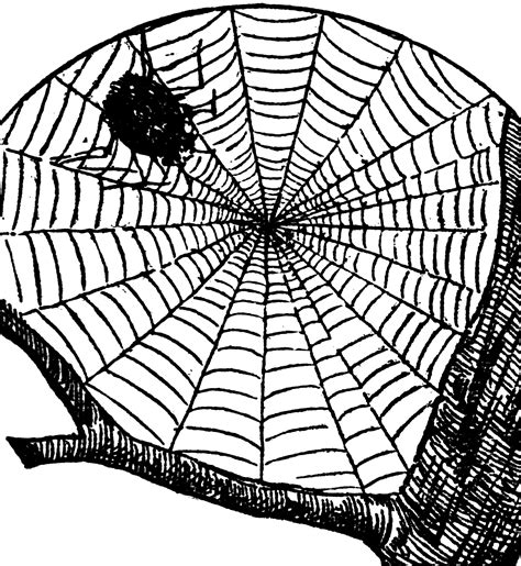 Cobweb Clipart Etc