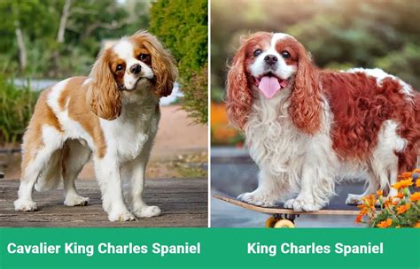 Difference Between King Charles Spaniel And Cavalier Detroit Chinatown