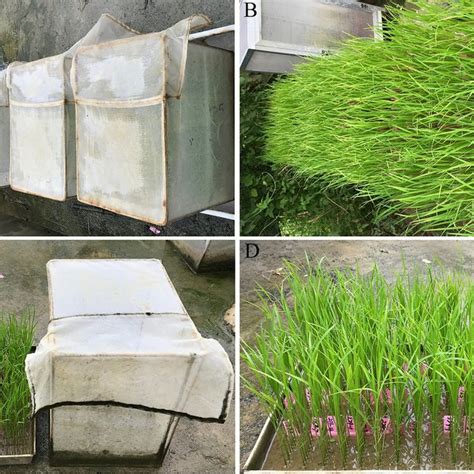 Overview Of High Throughput Phenotyping Method Htpm Of Rice Against Download Scientific