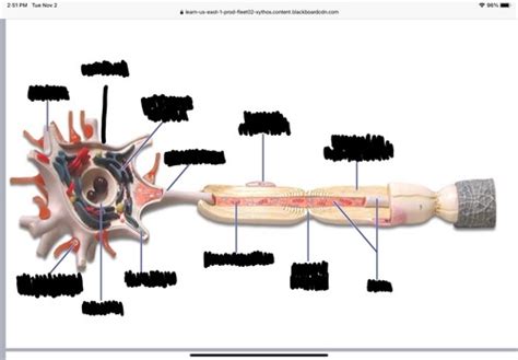 Nervous System Flashcards Quizlet