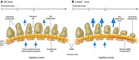 Glomerular Basement Membrane