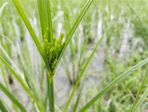 Nut Grass Or Yellow Nutsedge Cyperus Esculentus Growth In Rice Fields Stock Photo Image Of
