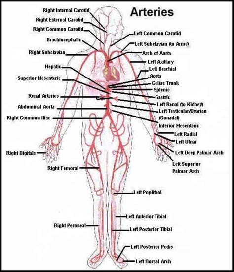 Cpt Code For Angiogram Phlebotomy Medical Coding Phlebotomy Study