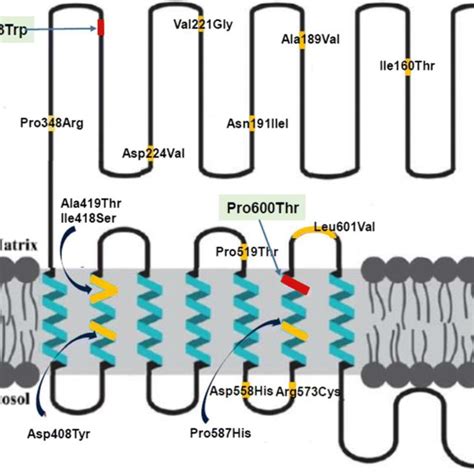 Structure Of The Fsh Receptor The Diagram Shows The Extracellular