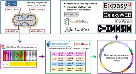 Frontiers Design Evaluation And Immune Simulation Of Potentially
