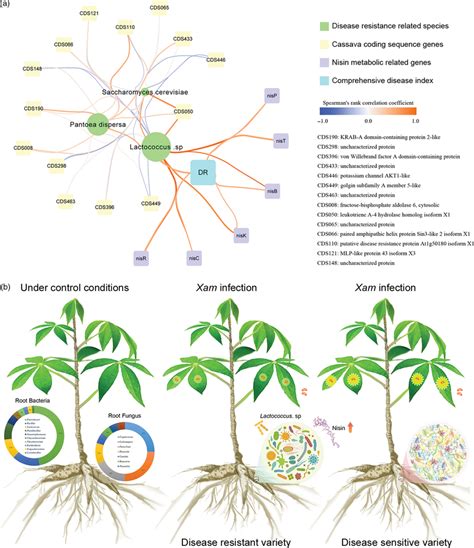 The Correlation Between The Structure And Metabolism Of The Rhizosphere
