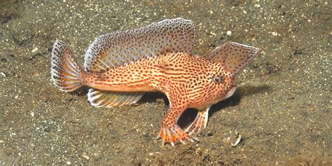Species Of The Derwent Derwent Estuary Program