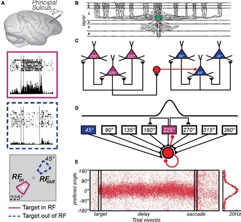 Frontiers Persistent Activity During Working Memory From Front To Back