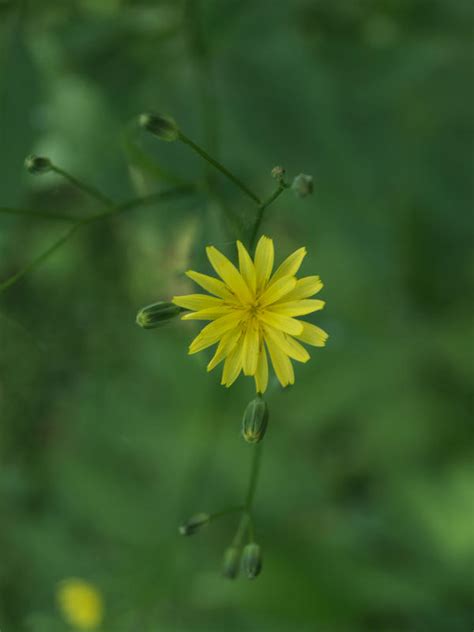 Small Sun By Orhi On Deviantart