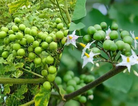 Shop Fresh Turkey Berry Plant