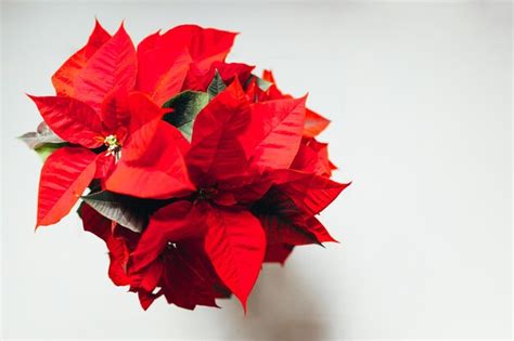 Premium Photo Top View Of Vibrant Red Holiday Christmas Pointsettia Leaves On Isolated White