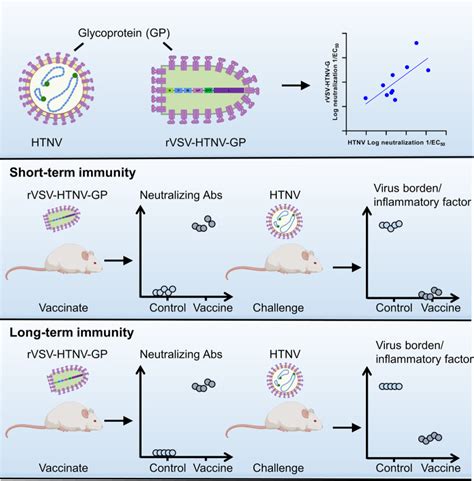Single Dose Recombinant Vsv Based Vaccine Elicits Robust And Durable Neutralizing Antibody