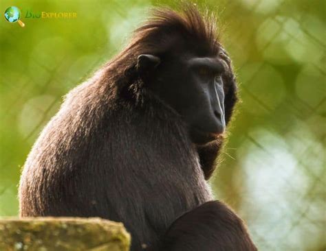 Moor Macaque Characteristics Macaca Maura Facts Bioexplorer