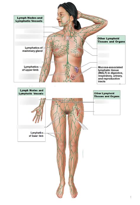 Biol 224 Lab Practical 2 Lymphatic System Anatomical Structure Diagram Quizlet