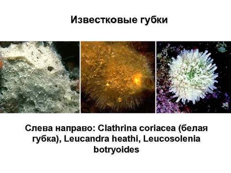 Губки Происхождение многоклеточных Лекция 2 Вопросы