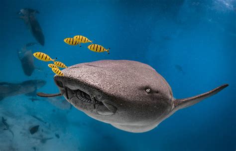 Nurse Shark Bite