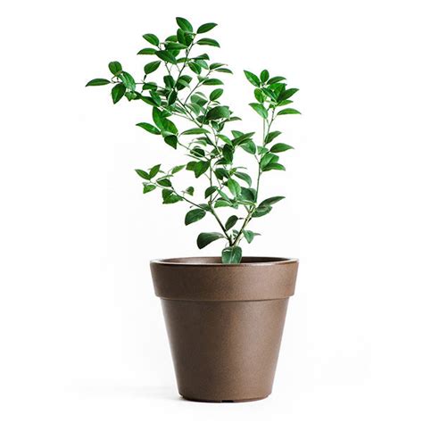 Dwarf Key Lime Tree Dwarf Key Lime Tree For Sale