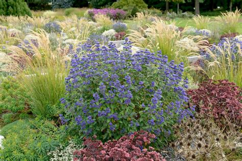 Непопулярный многолетник который очаровывает потрясающим цветением Ландшафтный дизайн Дзен