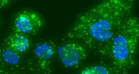 Duolink® 原位检测试剂 绿色