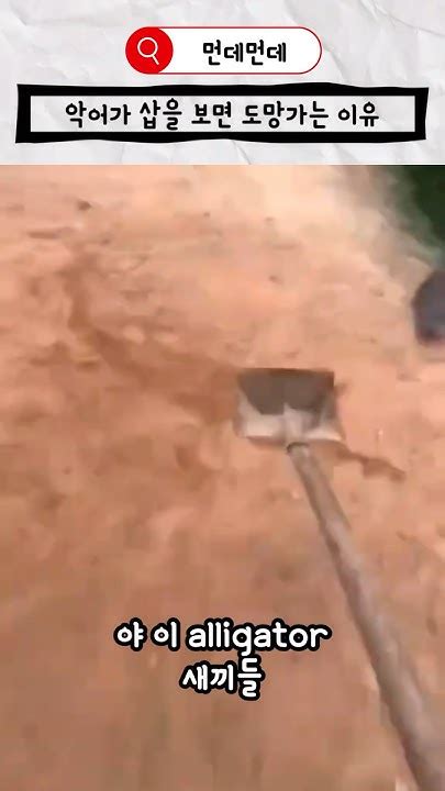 삽만 보면 도망가는 악어의 비밀 ㅋㅋㅋㅋㅋ 웃긴영상 유머 Youtube