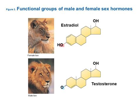Chemical Basis Of Life Ppt Download