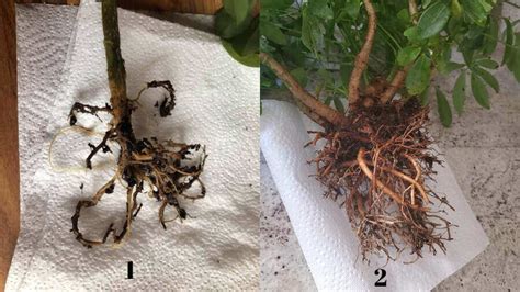 Schefflera Root Rot Signs Causes And Step By Step Treatment Garden