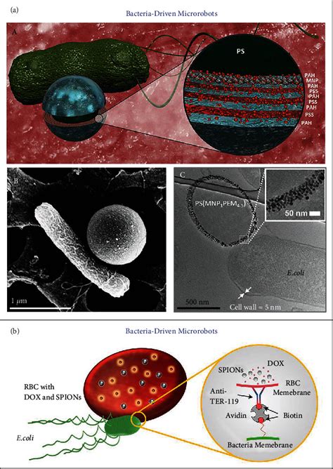 Biohybrid Micro And Nanorobots For Intelligent Drug Delivery Pmc