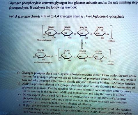 Solved Glycogen Phosphorylase Converts Glycogen Into Glucose Subunits And Is The Rate Limiting
