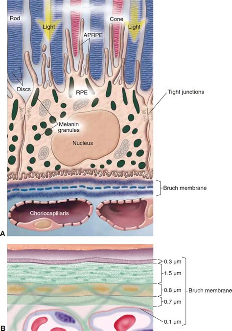 Bruchs Membrane