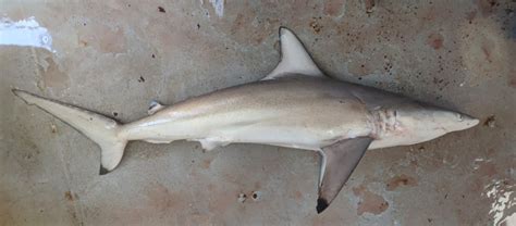 Spinner Shark