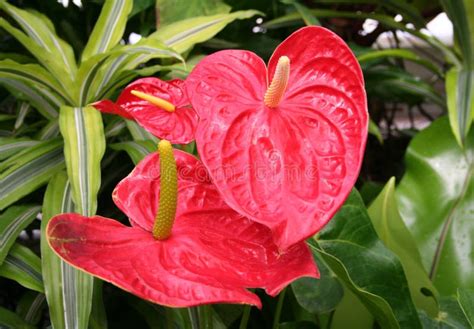 Golden Gate Park And The Conservatory Of Flowers Stock Image Image Of Oldest Flowers 149919029