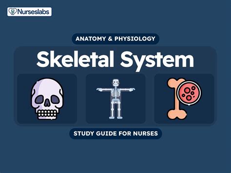 Skeletal System Anatomy And Physiology Nurseslabs